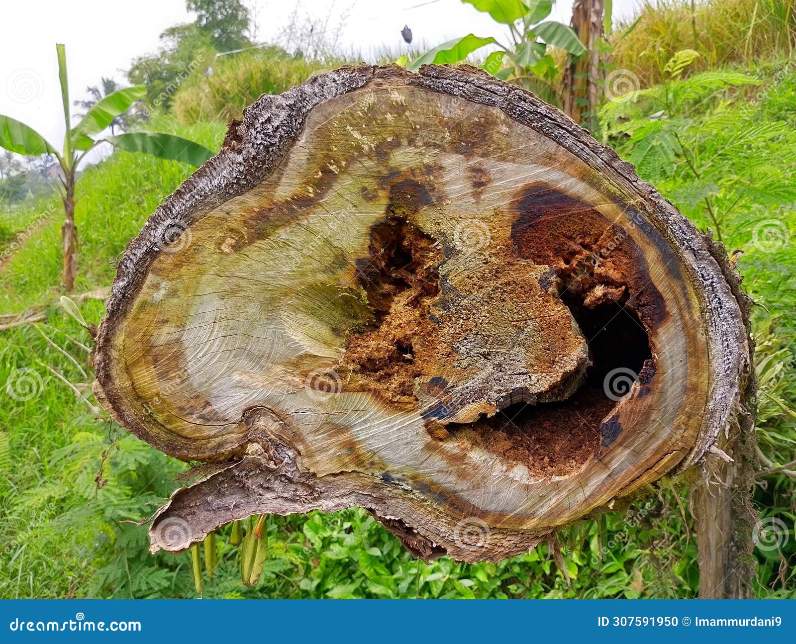 The Split Tree on the Edge of the Rice Field Still Stands Strong Even ...