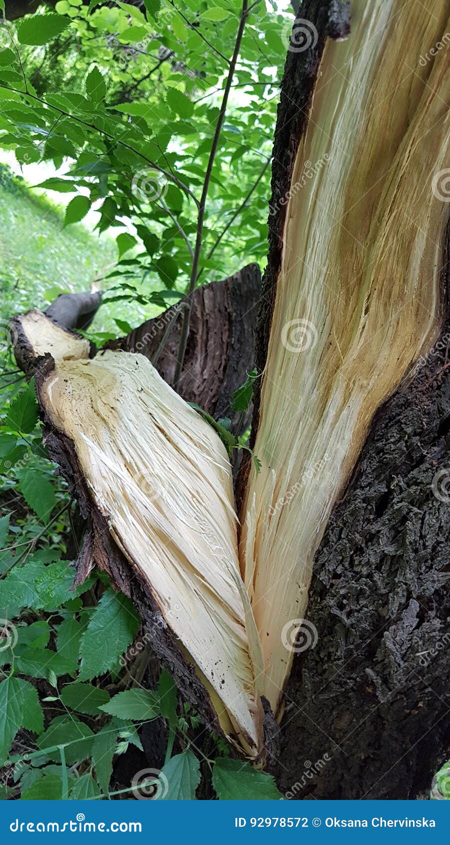 Split Tree in the Form of a Tick Stock Photo - Image of elderberry ...