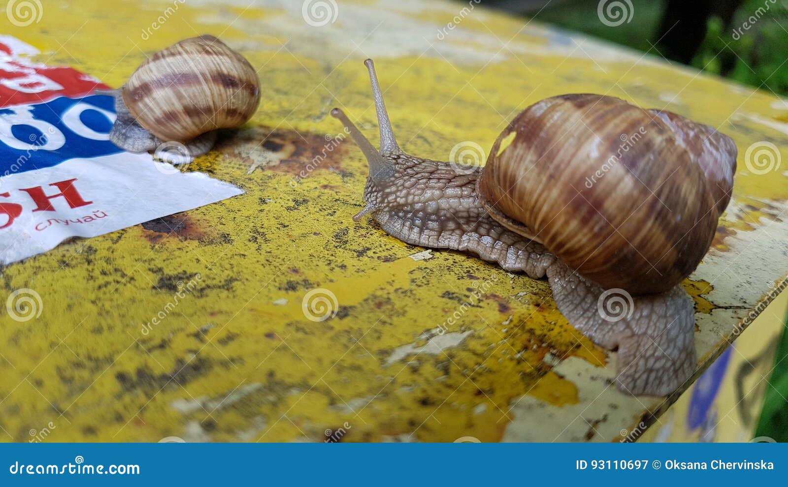 Split Tree in the Form of a Tick Stock Image - Image of clearing ...