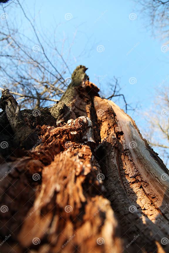 Split tree stock photo. Image of middle, standing, tree - 82330478