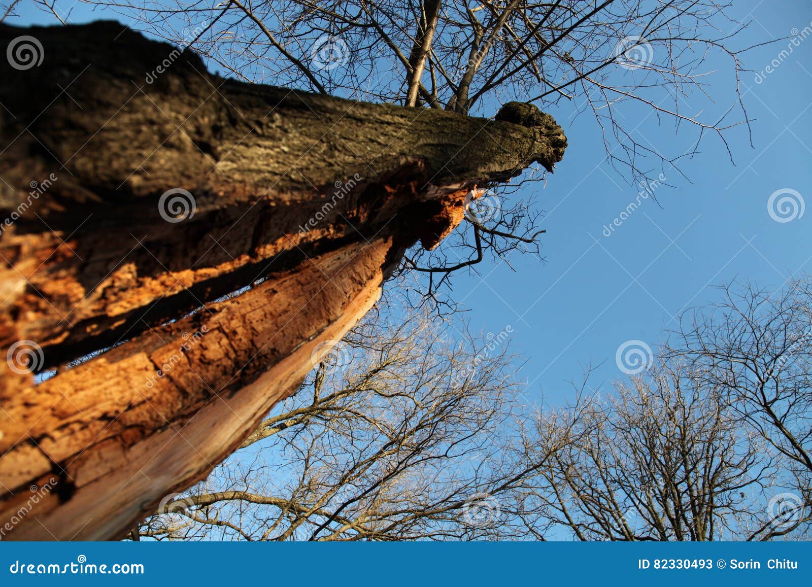 Split Tree Stump Left Over From A Broken And Fallen Tree In An Autumn ...