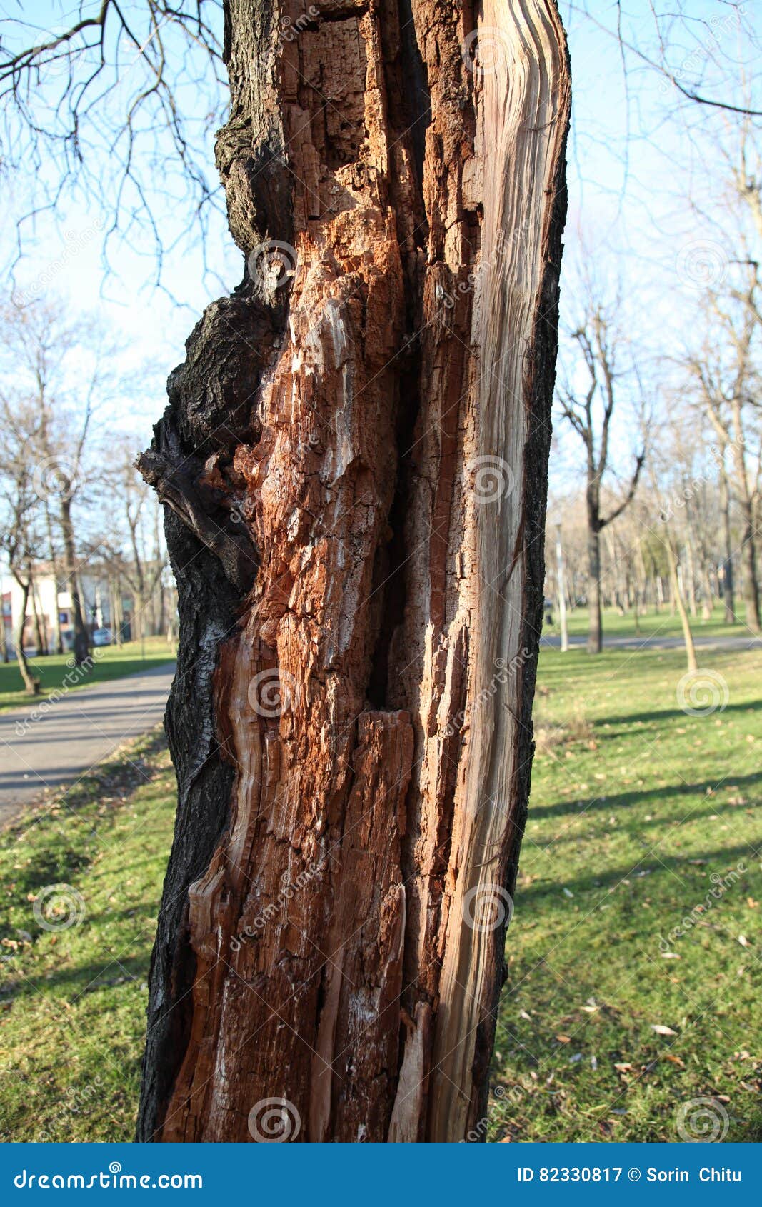 Split Tree Stump Left Over From A Broken And Fallen Tree In An Autumn ...