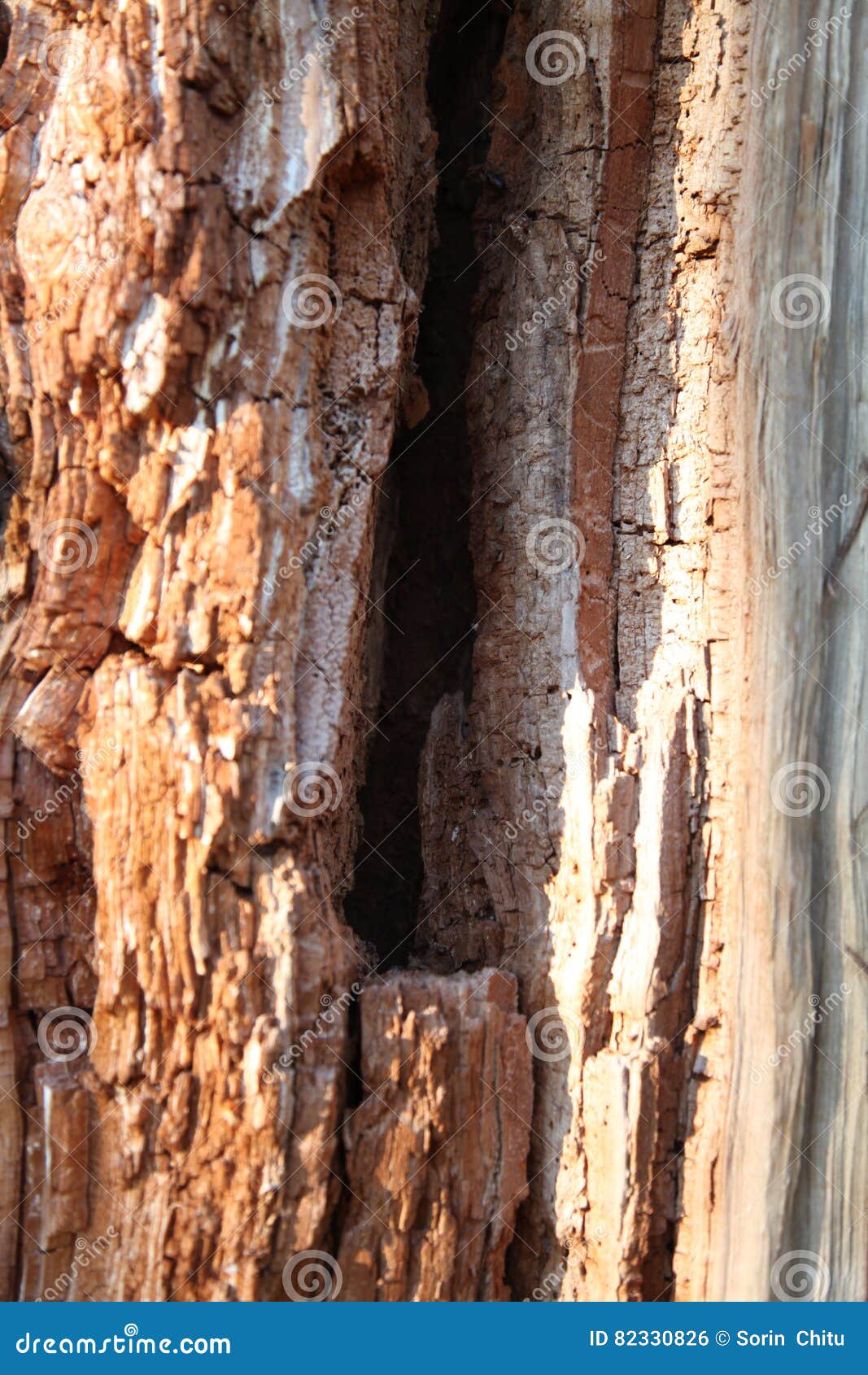 Split Tree Stump Left Over From A Broken And Fallen Tree In An Autumn ...