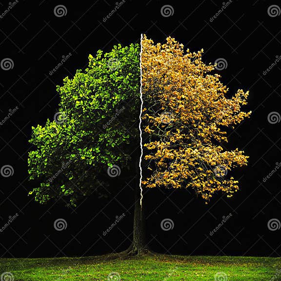 A Split Tree in the Middle of a Grassy Field with a Black Background ...