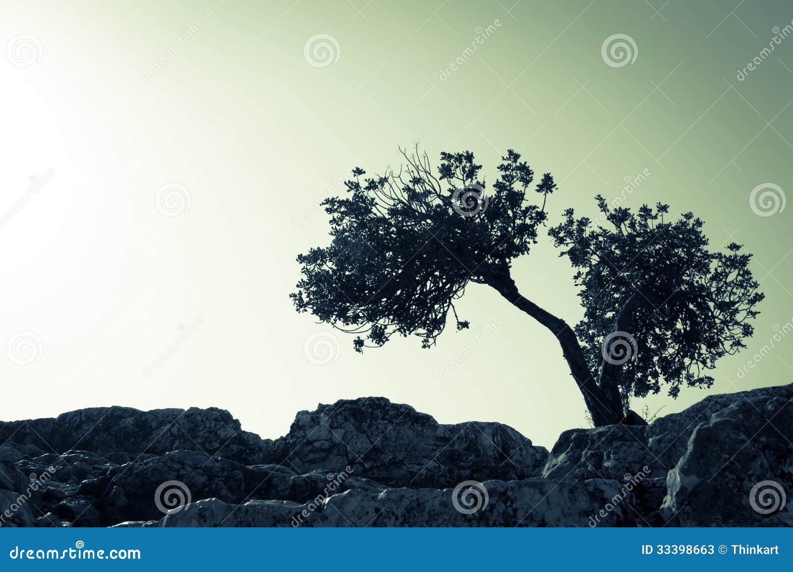 Split tree scenario stock image. Image of trek, loneliness - 33398663