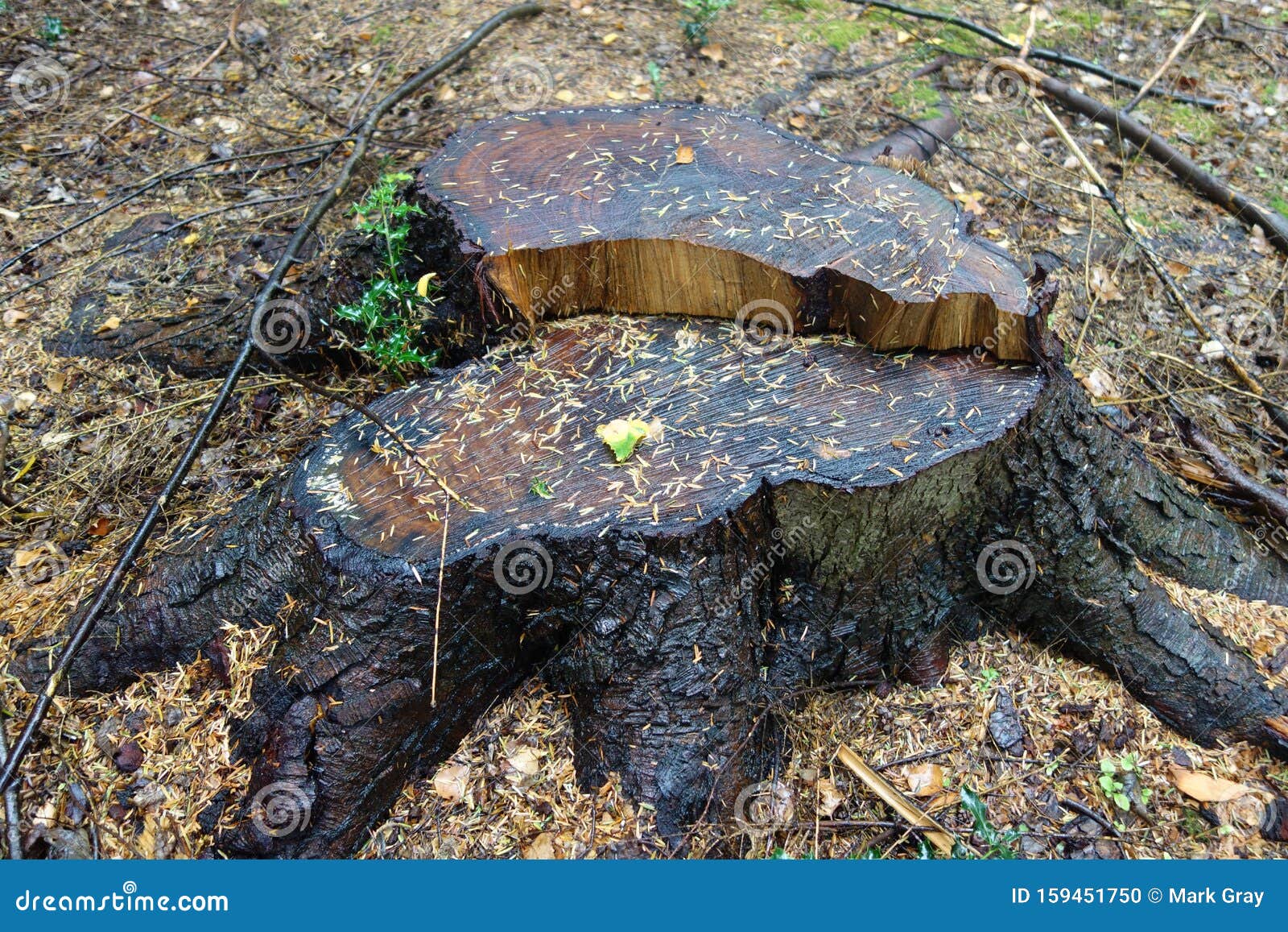 A Split Tree Stump stock photo. Image of tree, forest - 159451750