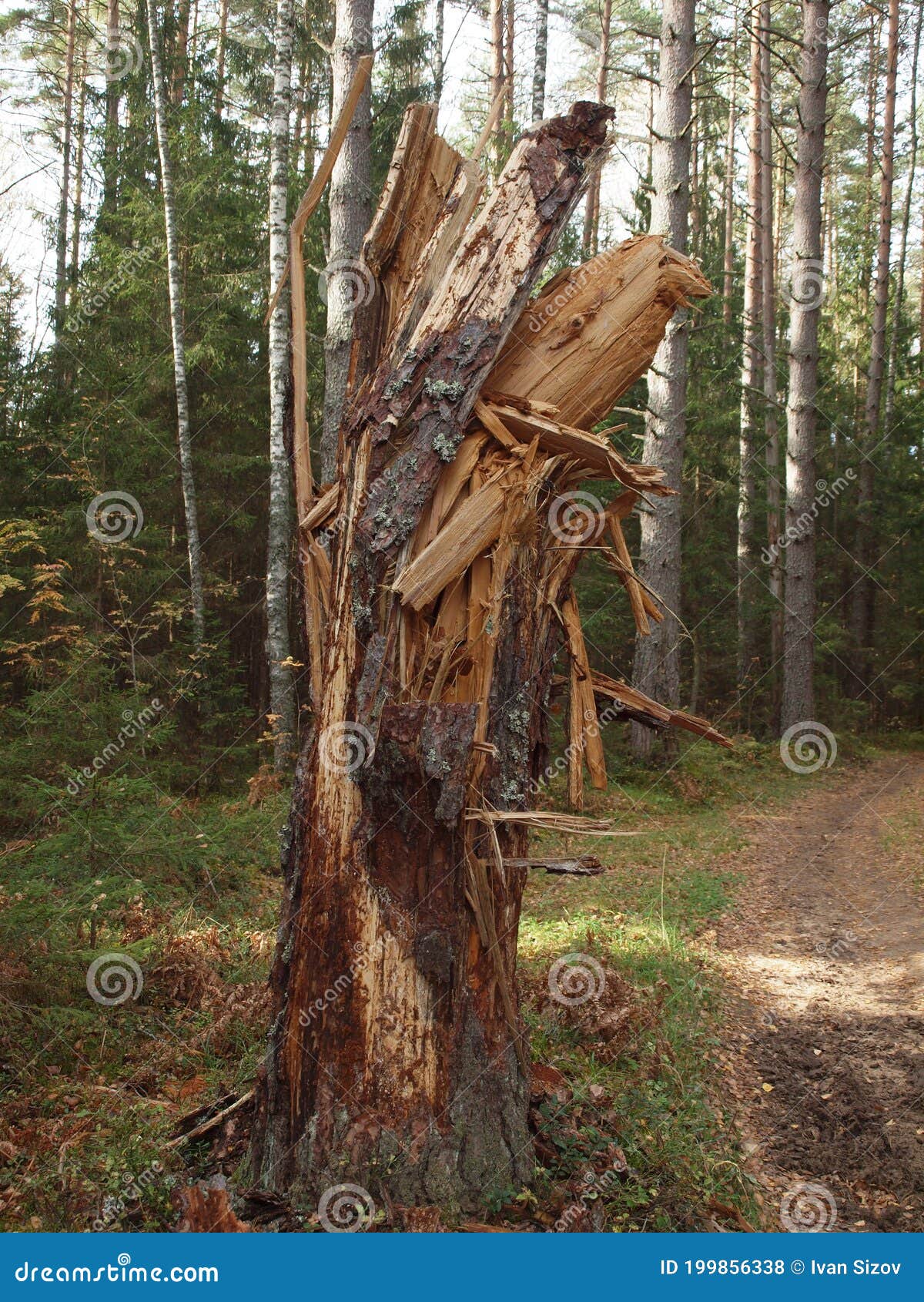 Split Tree Stump Left Over From A Broken And Fallen Tree In An Autumn ...