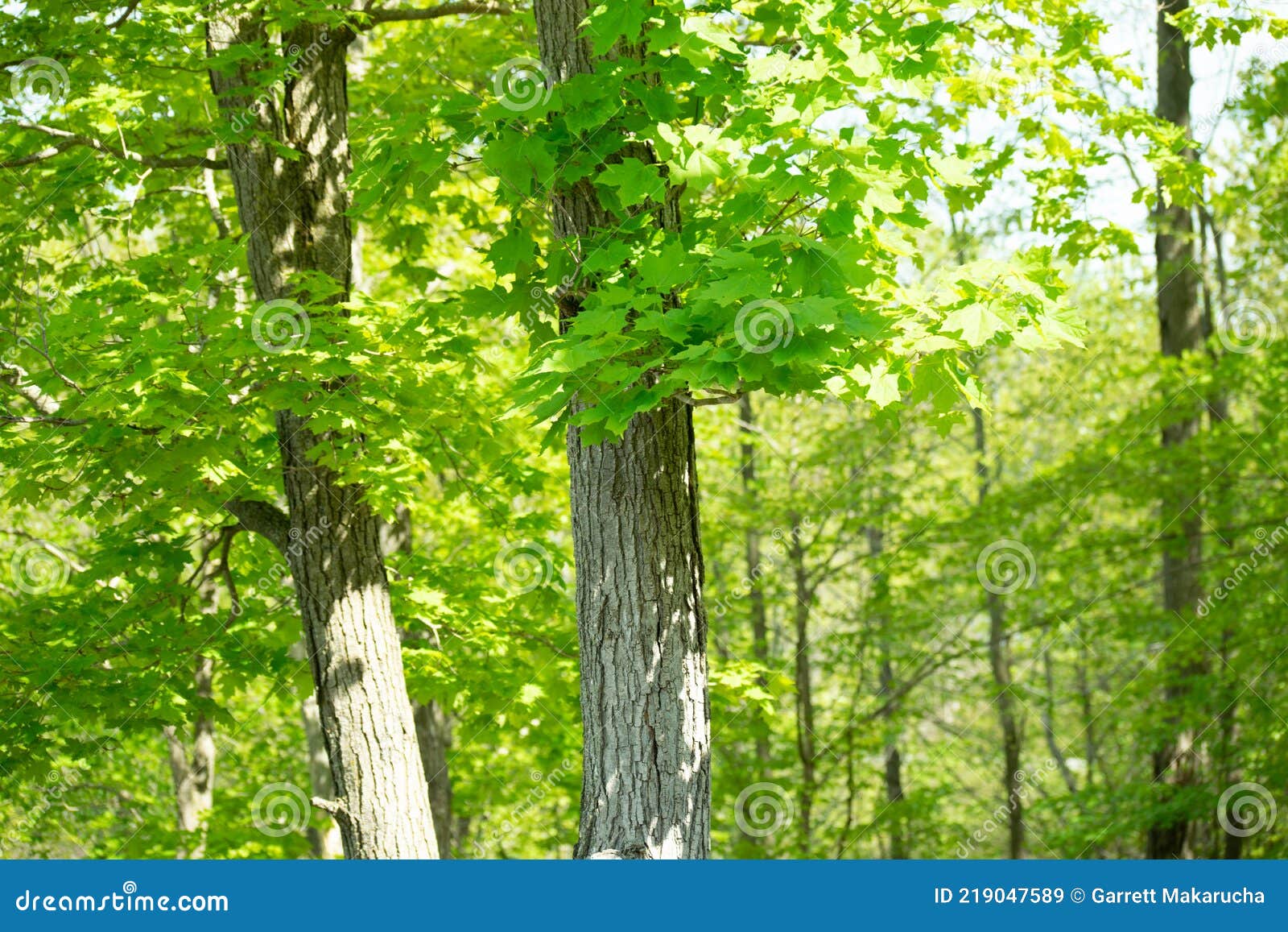 Split Tree Trunk with Bright Green Leaves in Forest Stock Image - Image ...
