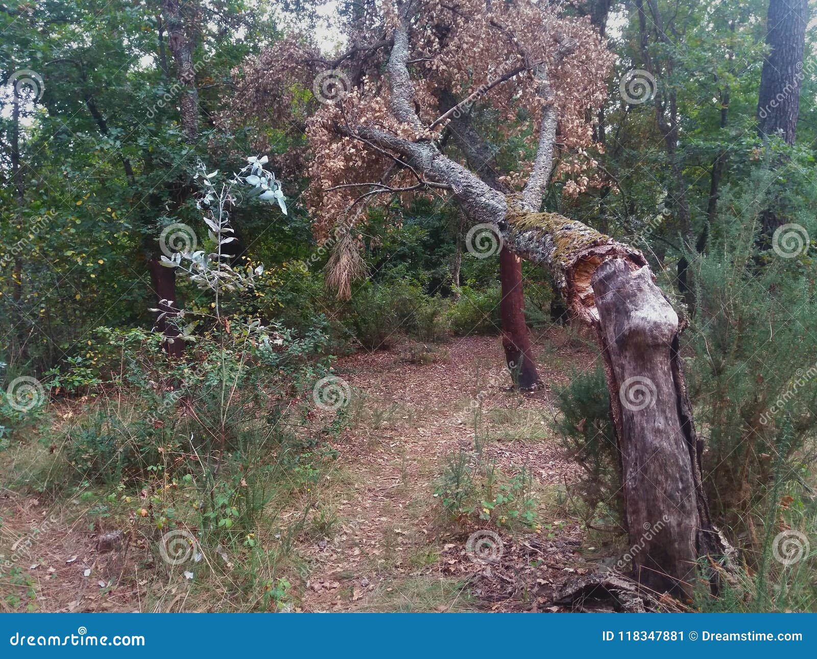 Split Tree Stump Left Over From A Broken And Fallen Tree In An Autumn ...