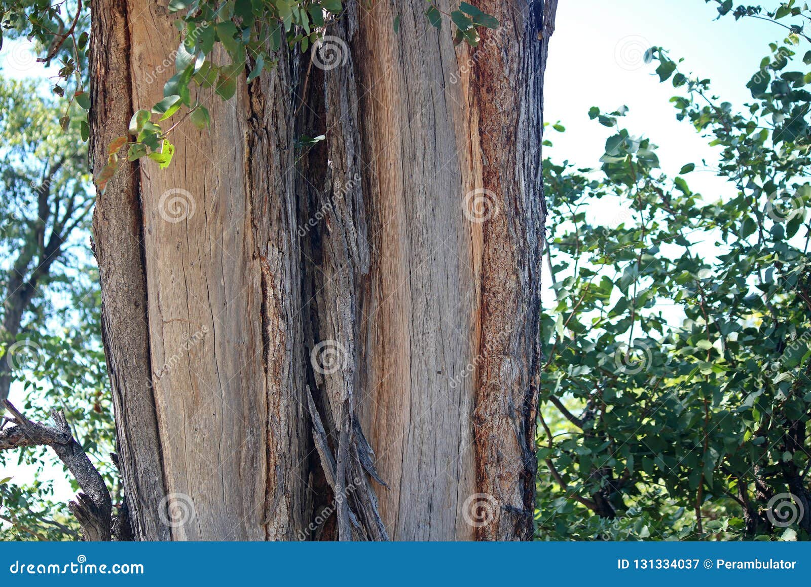 SPLIT TREE TRUNK PARTIALLY STRIPPED of BARK Stock Image - Image of bark ...
