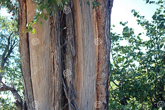 SPLIT TREE TRUNK PARTIALLY STRIPPED of BARK Stock Image - Image of bark ...