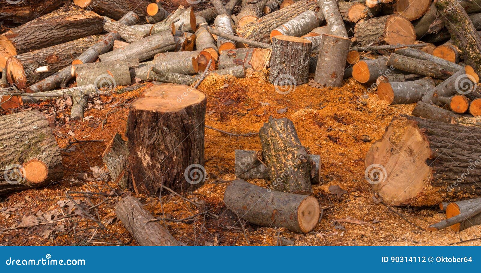 Split Tree Trunks, Lying in the Forest. Woodworking Industry. Trunks of ...
