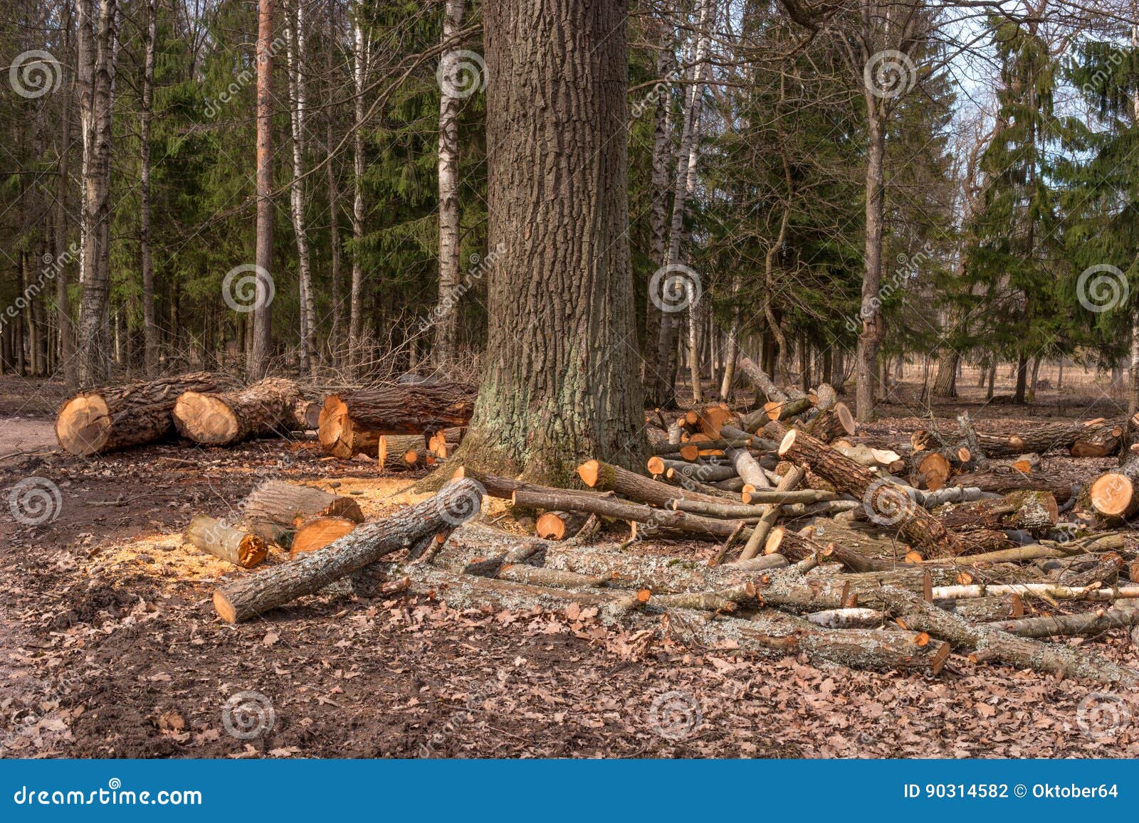 Split Tree Trunks, Lying in the Forest. Woodworking Industry. Trunks of ...