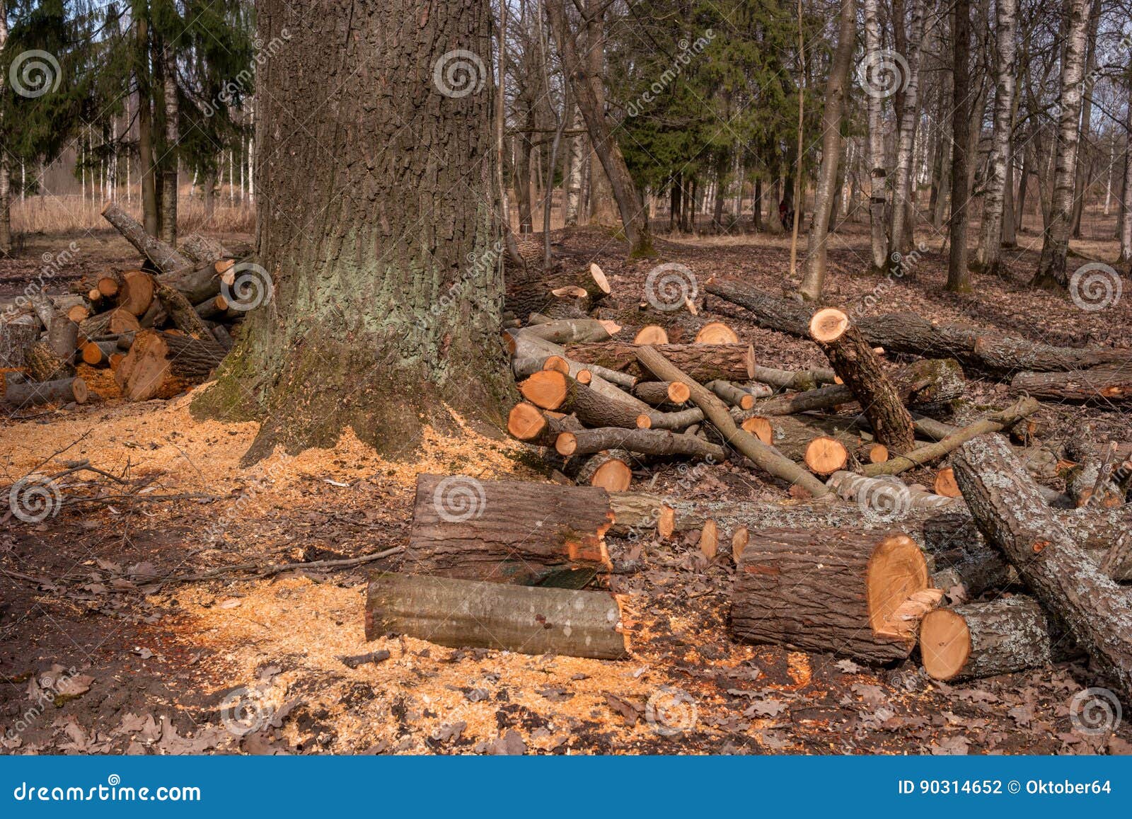 Split Tree Trunks, Lying in the Forest. Woodworking Industry. Trunks of ...