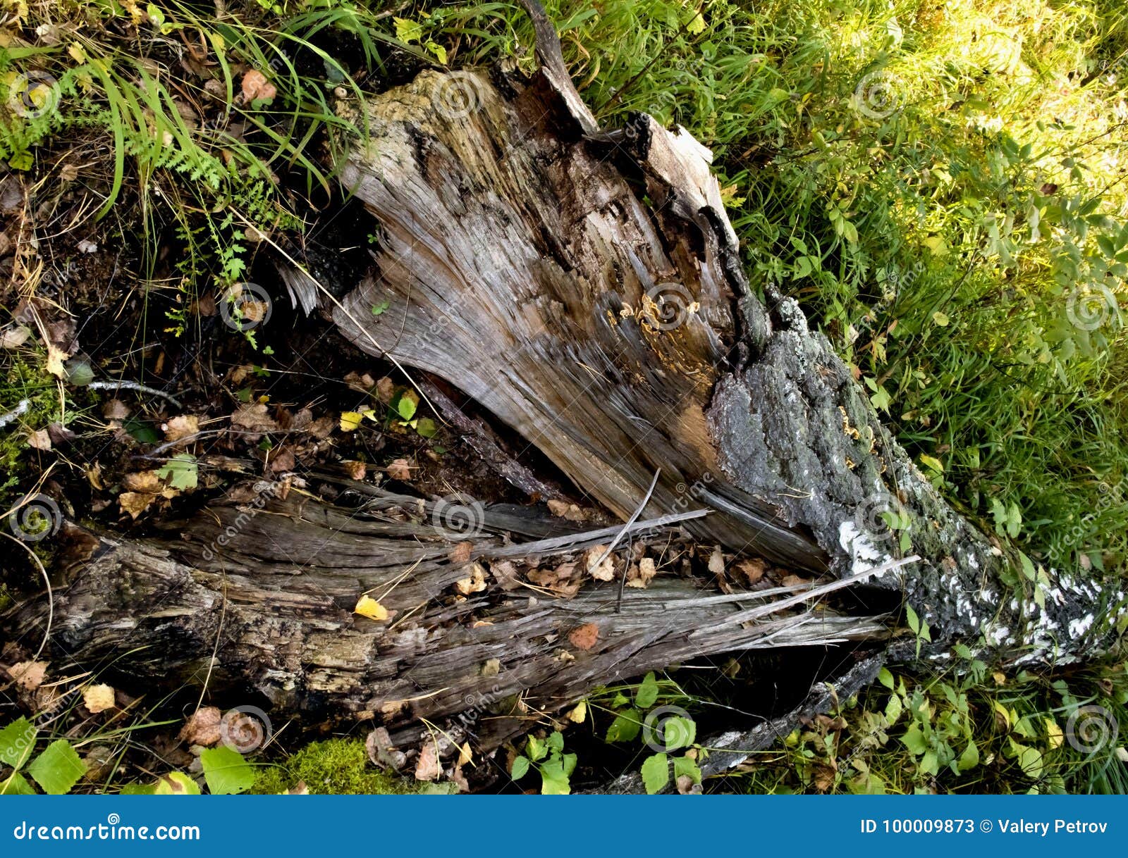 Split Trunk of a Fallen Birch Stock Image - Image of fallen, removal ...