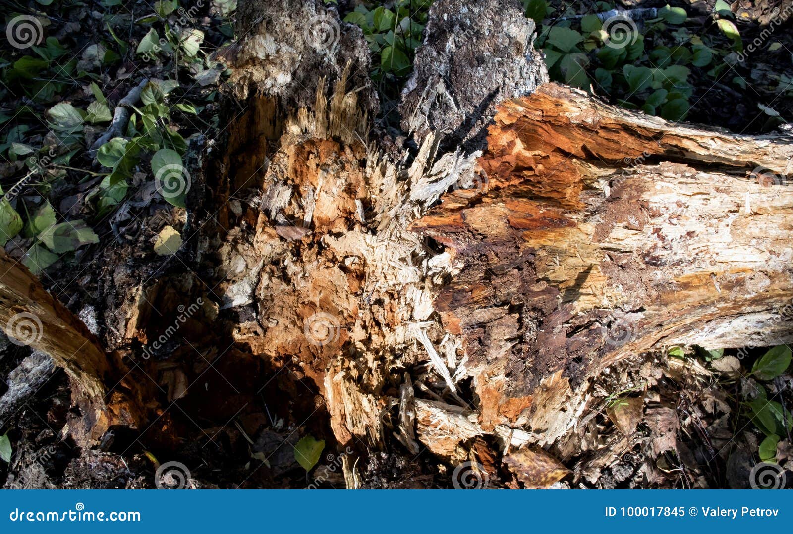 Split Trunk of a Fallen Birch Stock Image - Image of outdoors, removal ...