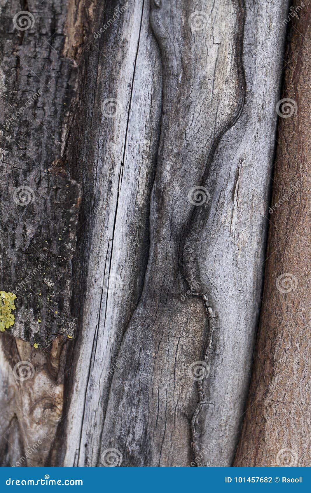 Split in the Trunk of a Tree Close Up Stock Photo - Image of natural ...