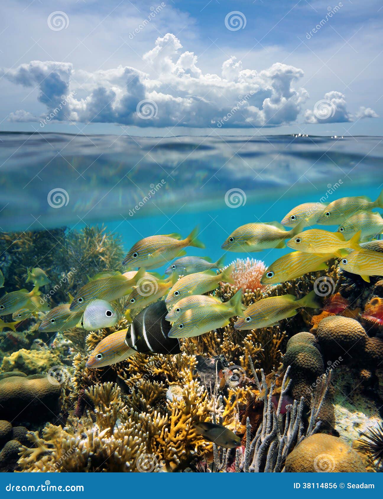 Split View Underwater Coral Reef and Cloud Stock Photo - Image of mayan ...