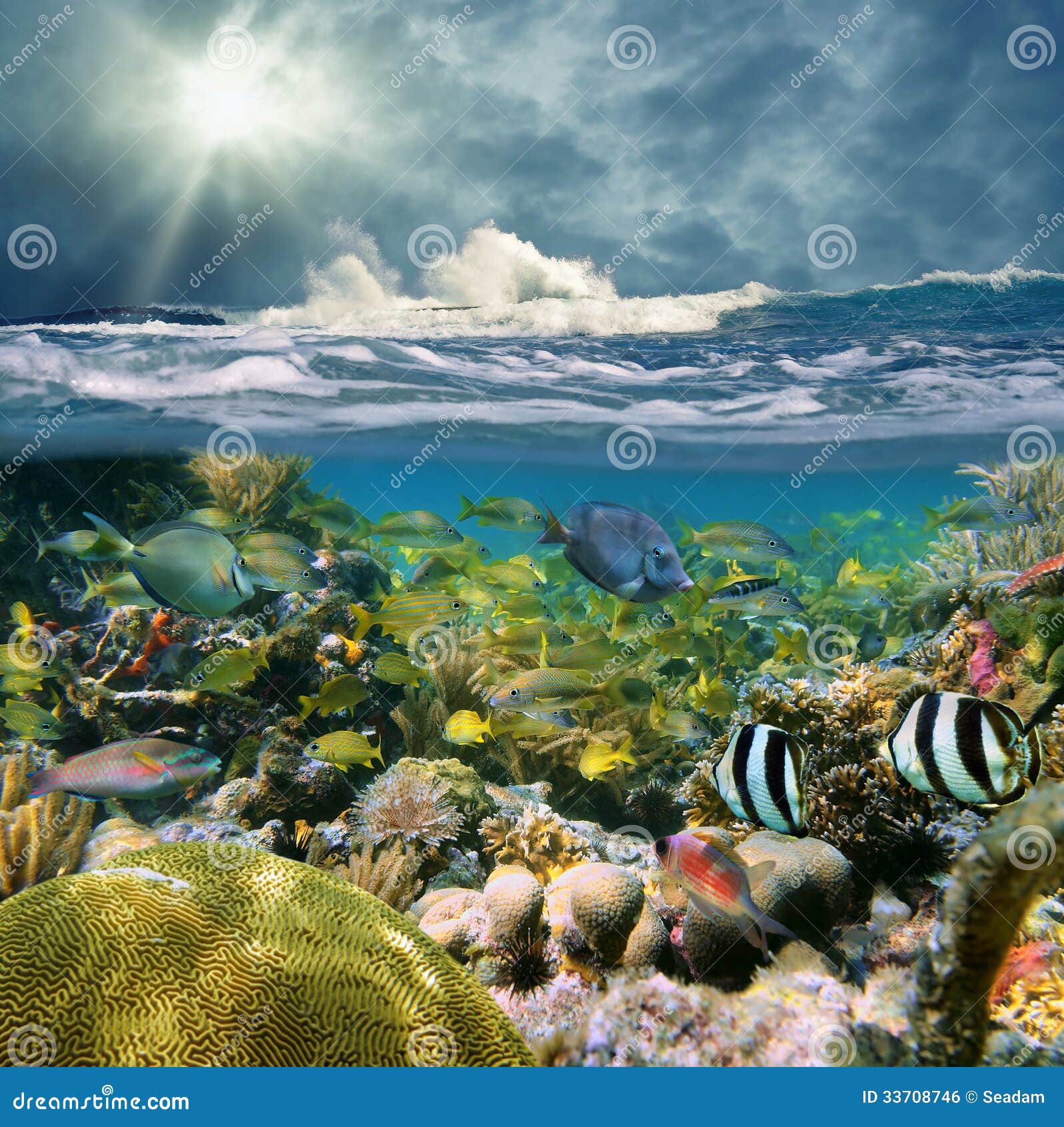 2,281 Split Fish Photos - Free & Royalty-Free Stock Photos from Dreamstime