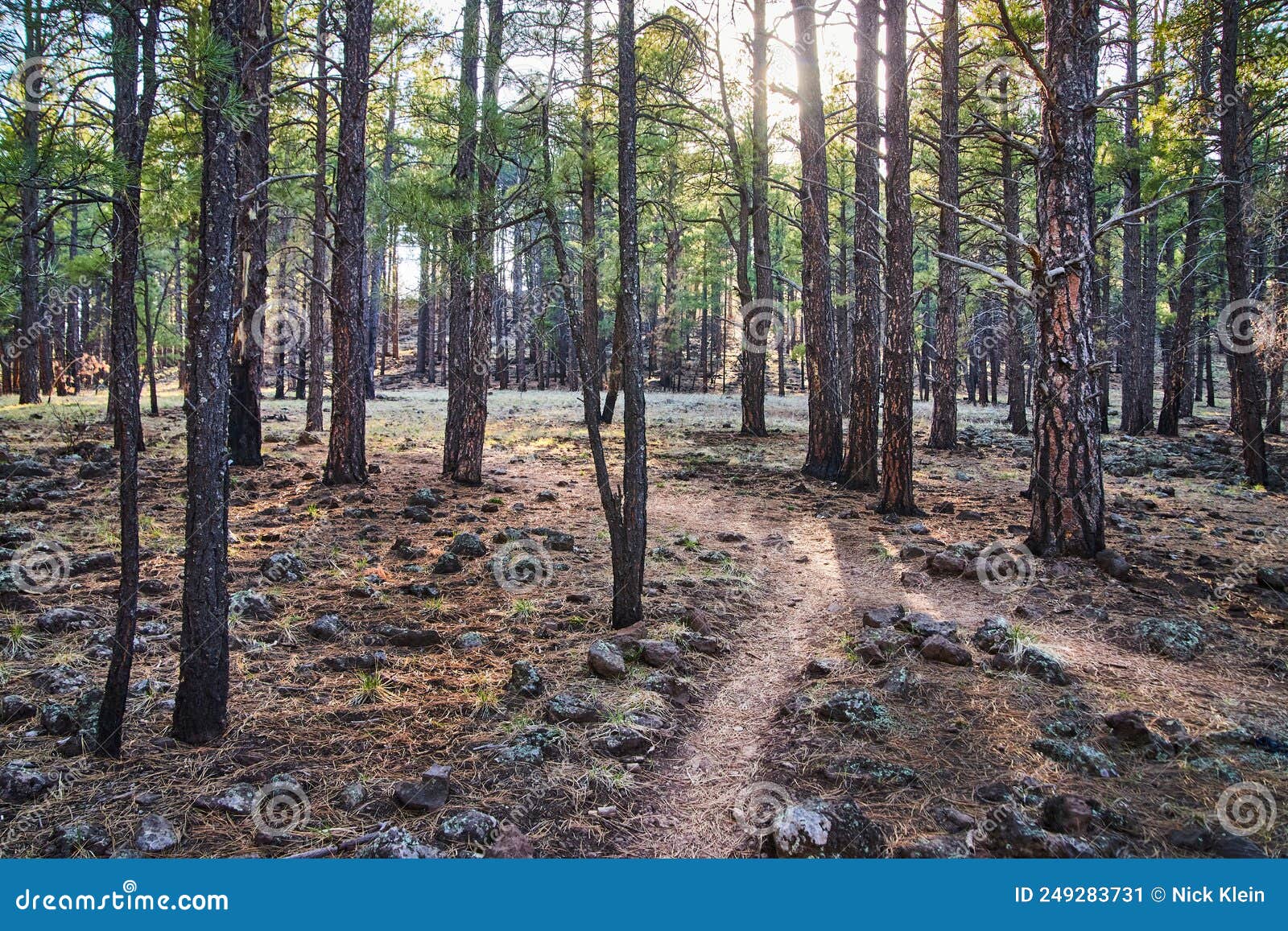 Split Walking Path in a Peaceful Pine Tree Forest Stock Image - Image ...