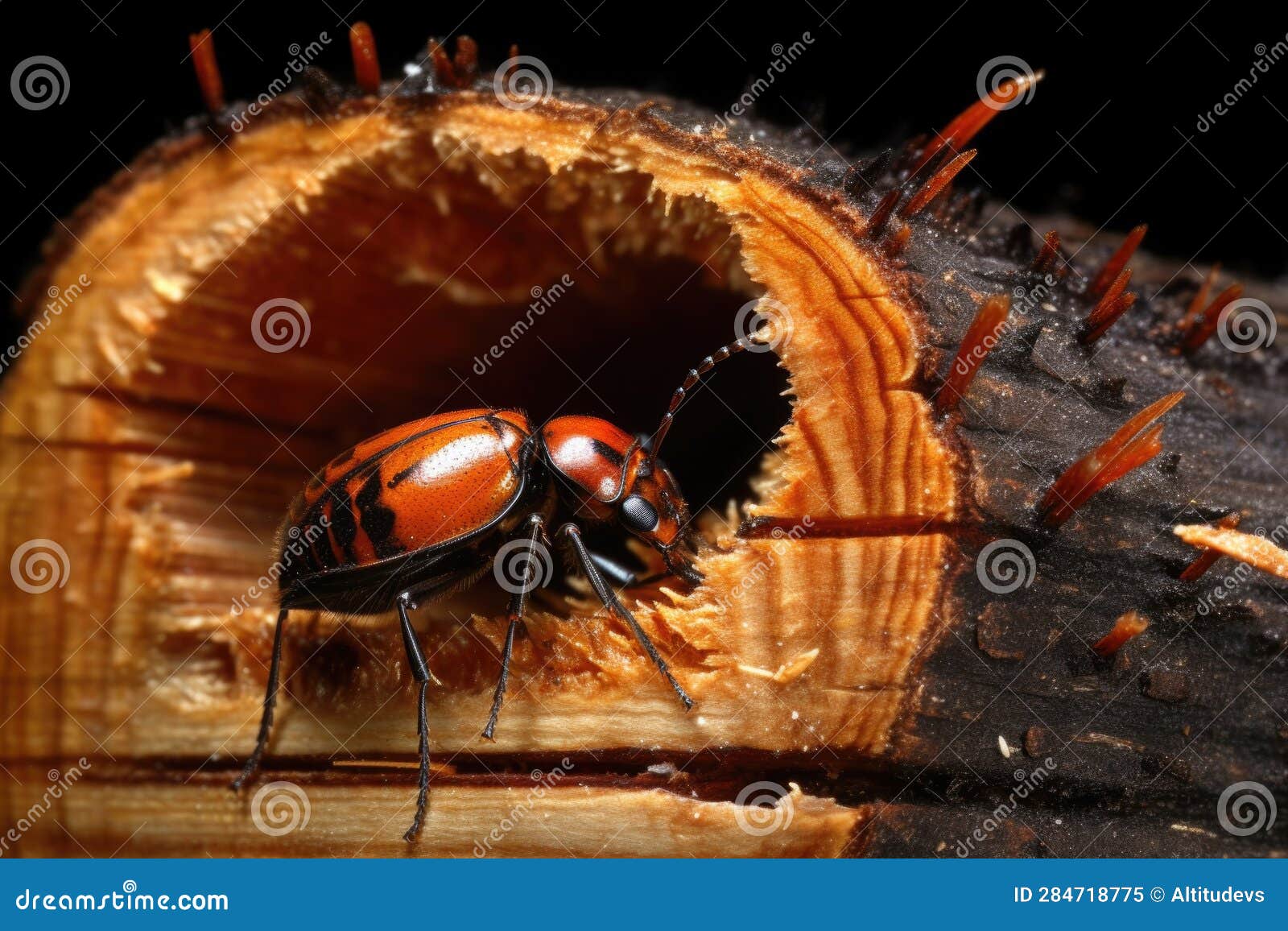 Split Wood Log Revealing Beetle Damage Inside Stock Image - Image of ...