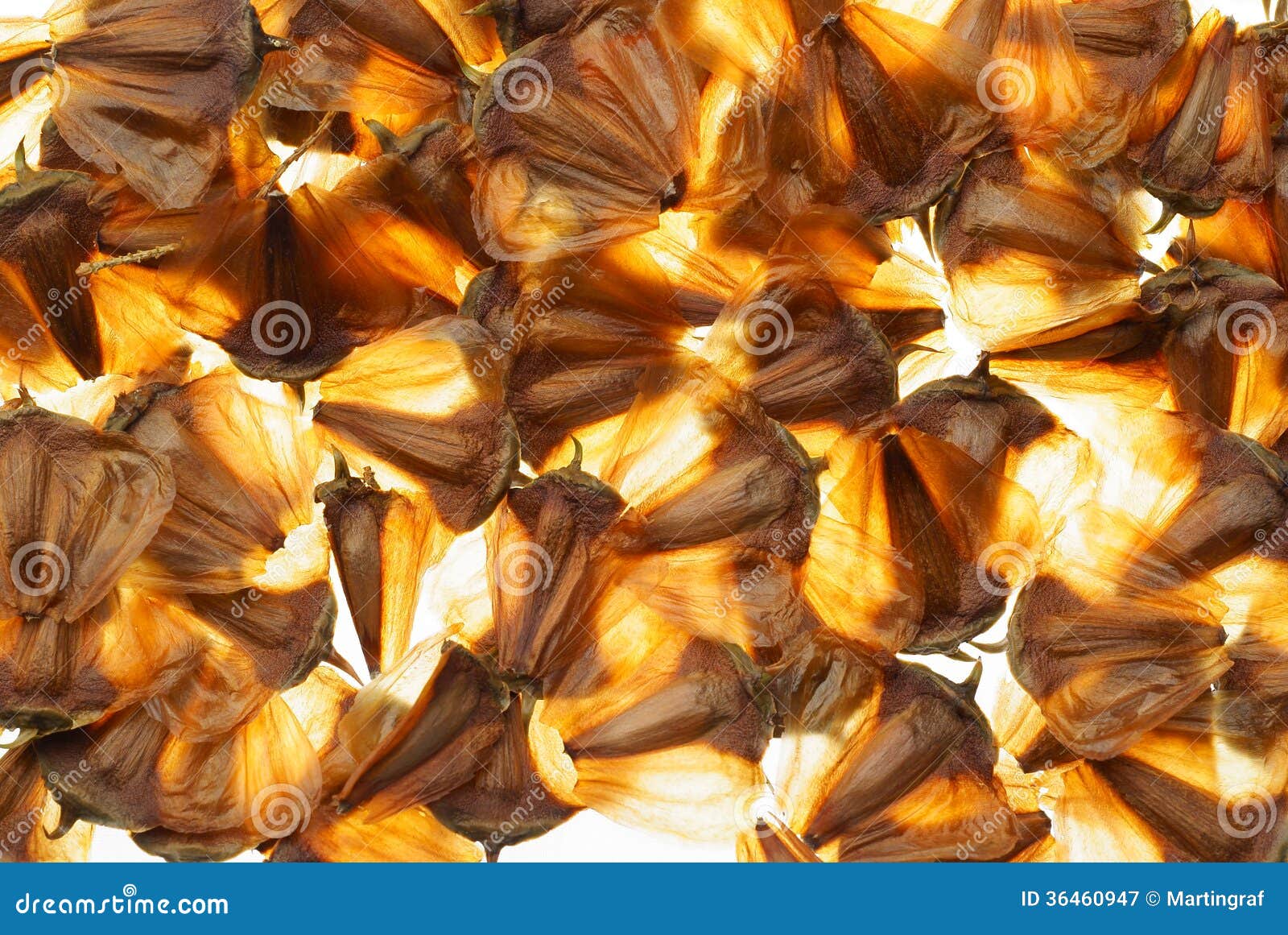 Pine Cone Kernels Background Stock Image - Image of capsules, cluster ...