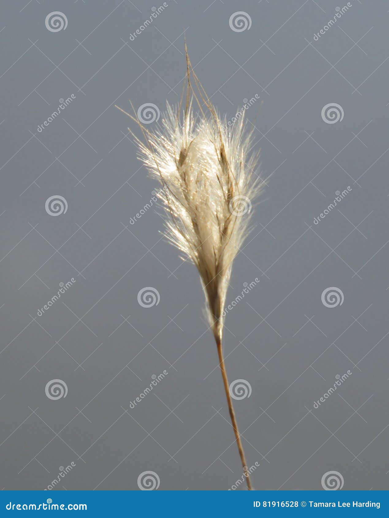 Splitbeard Bluestem, Native Grass Prairie, Oklahoma, Stock Photo ...