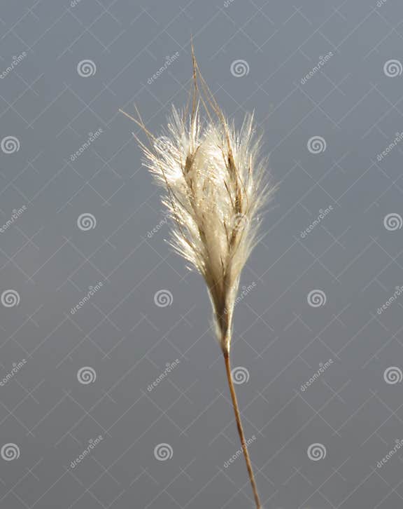 Splitbeard Bluestem, Native Grass Prairie, Oklahoma, Stock Photo ...