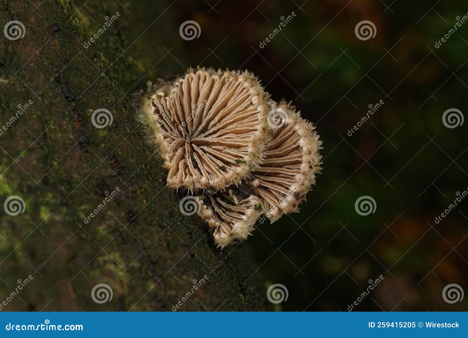 Splitgill Mushroom Fungus on a Mossy Tree Stock Image - Image of forest ...