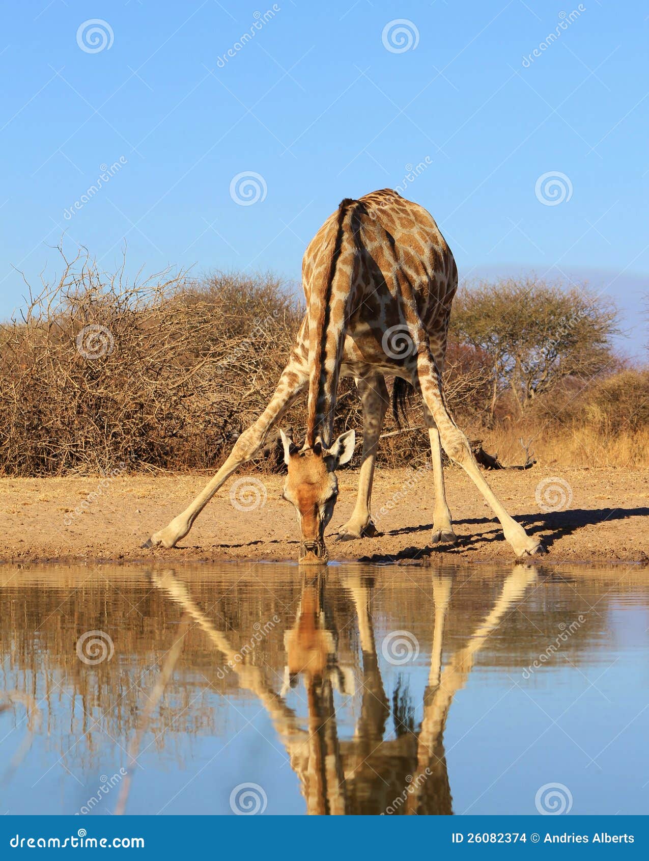 Giraffe Split Drinking Namibia Etosha Stock Image | CartoonDealer.com ...
