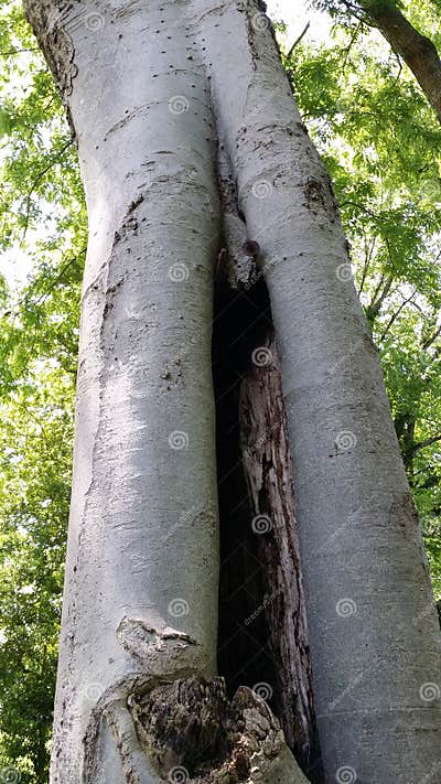 Splitting Tree stock photo. Image of bark, nature, tree - 92000574