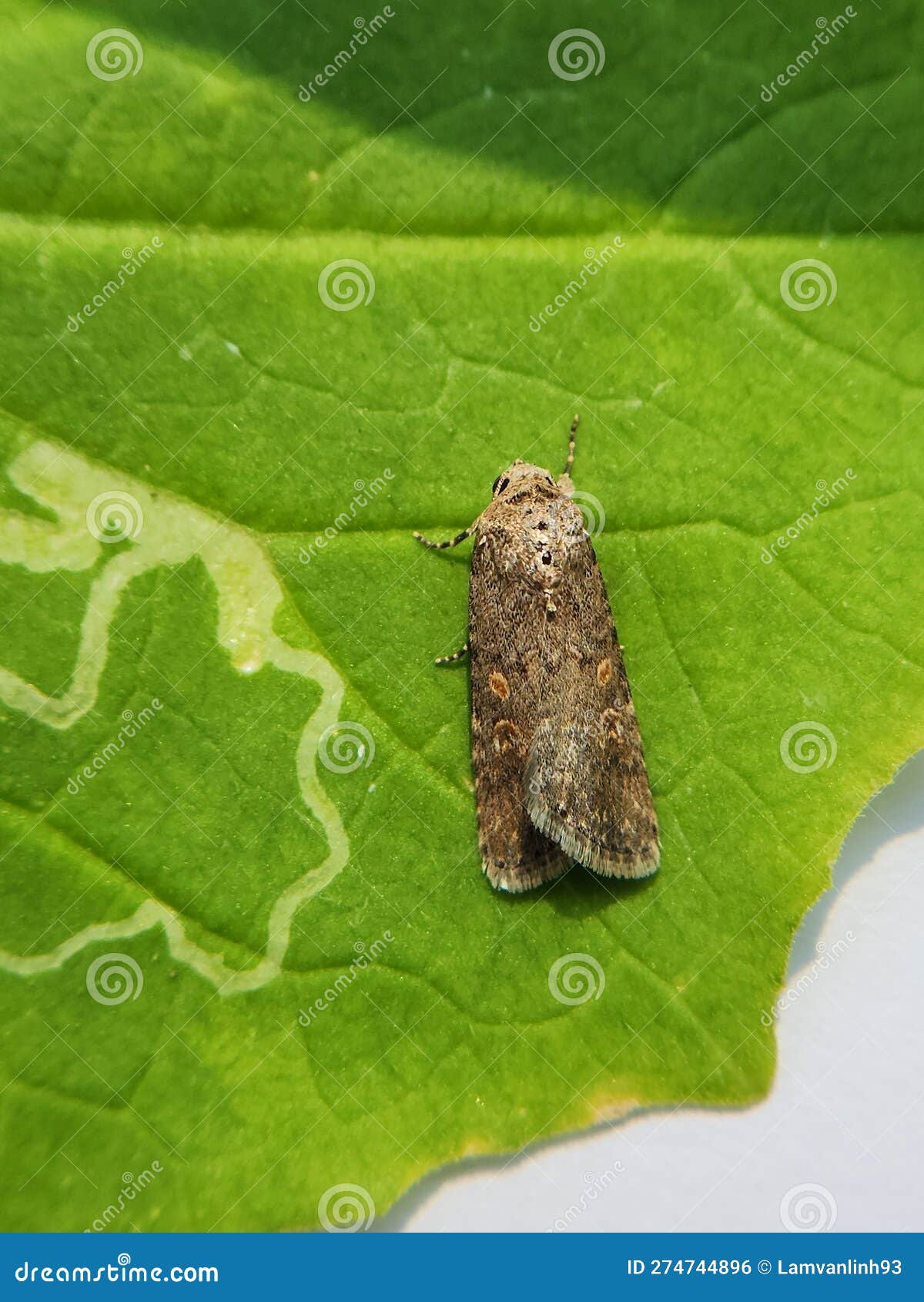 Spodoptera Exigua -Beet Armyworm Moth Stock Photo - Image of leaf ...