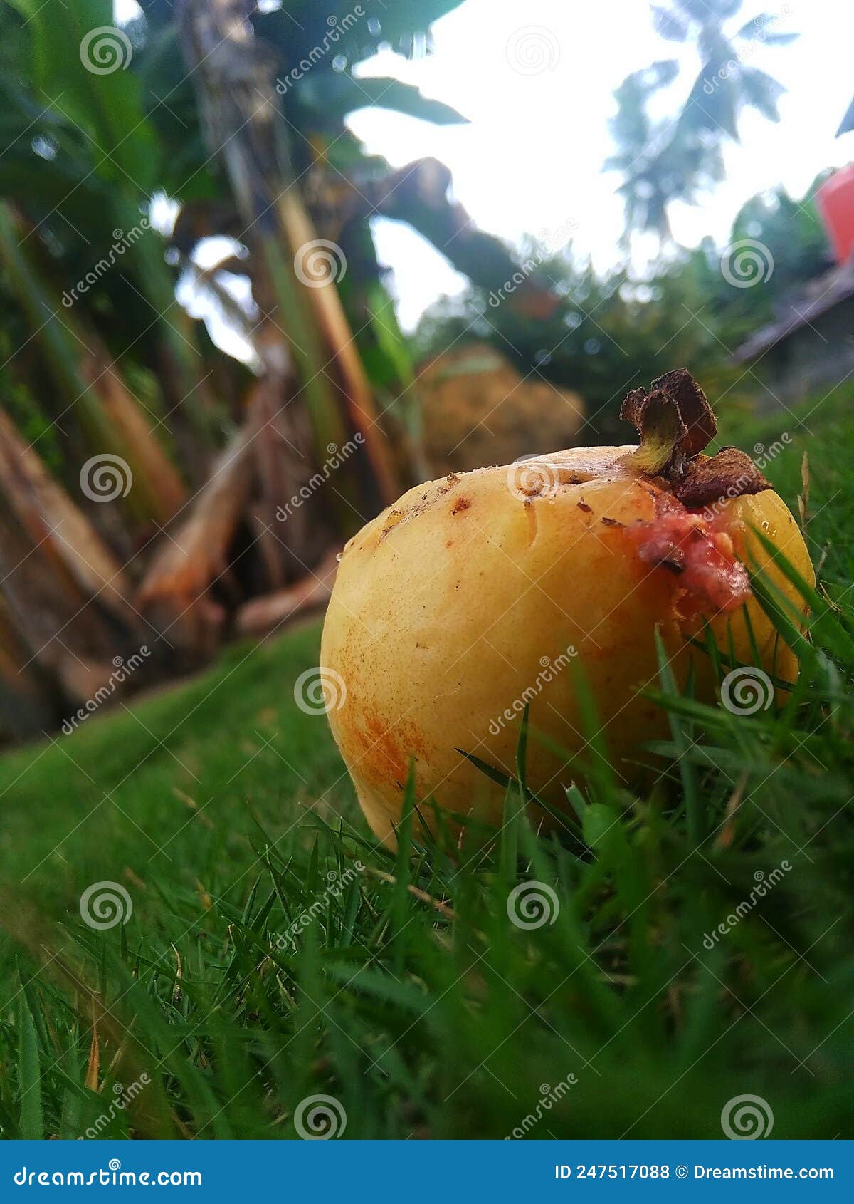 Spoilage of guava fruit stock photo. Image of tourism - 247517088