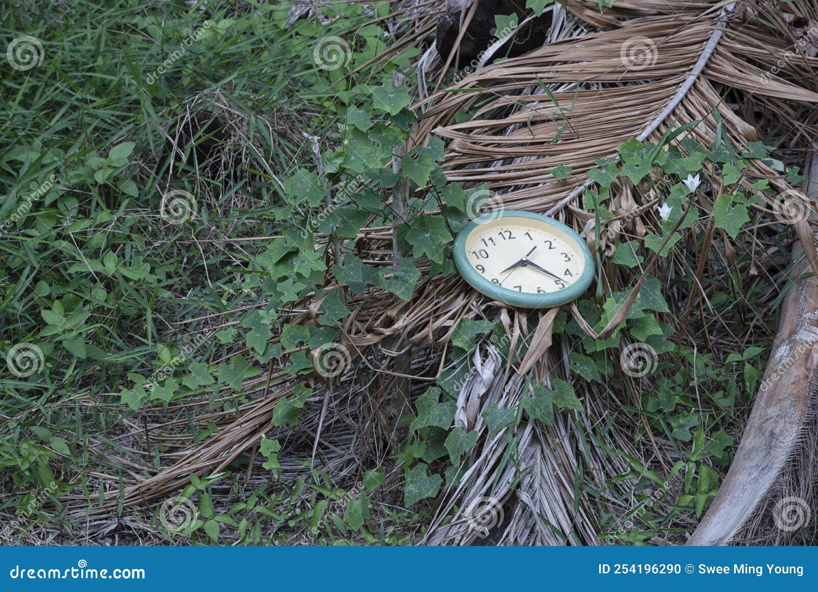 Old Thrown Round Concrete Flowerbed, Overgrown With Weeds Stock ...