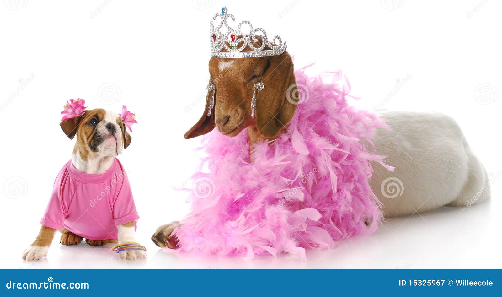 185 Spoiled Animals Photos - Free & Royalty-Free Stock Photos from ...