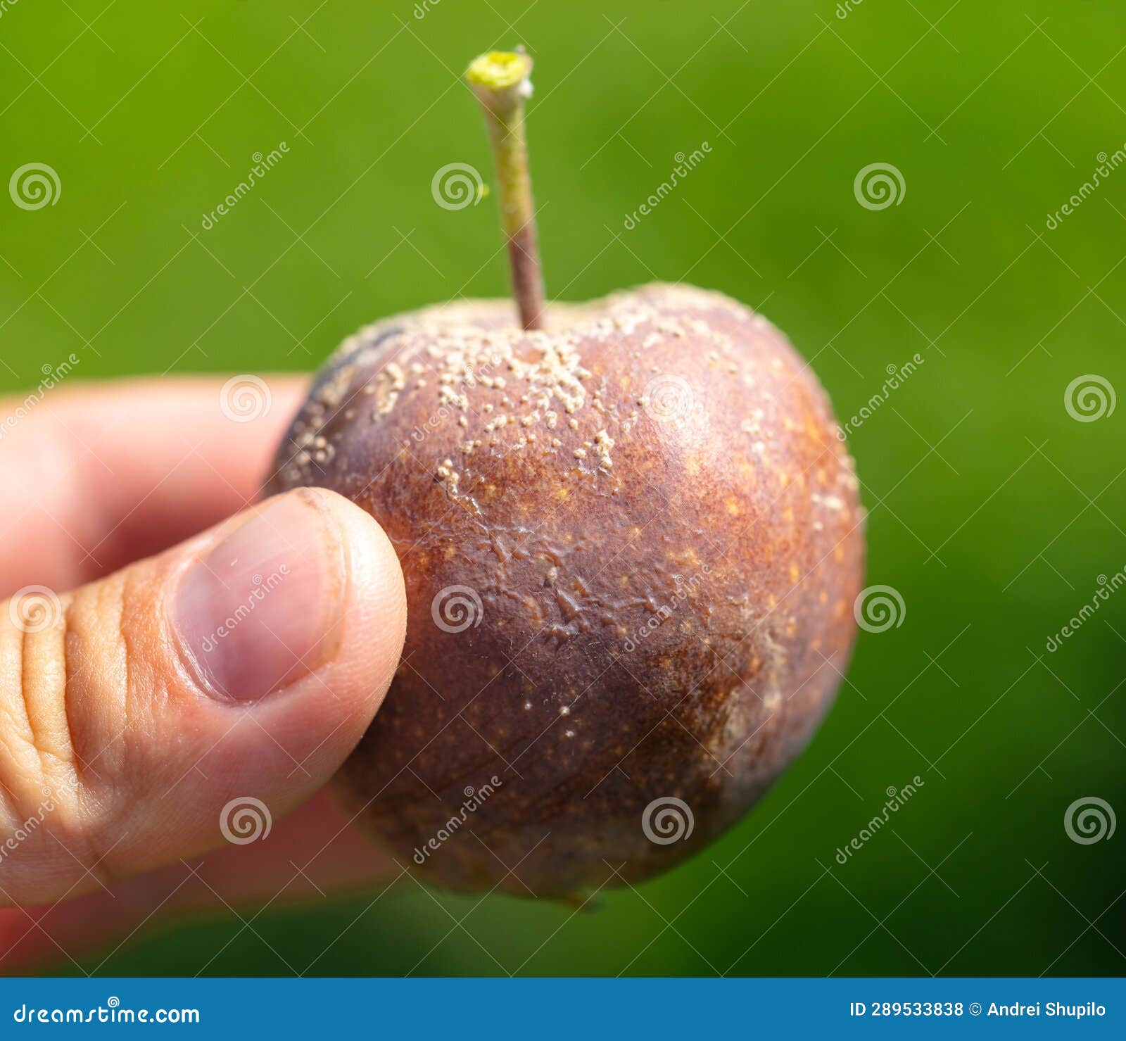 Spoiled Apple in Hand in Nature Stock Photo - Image of prone, natural ...