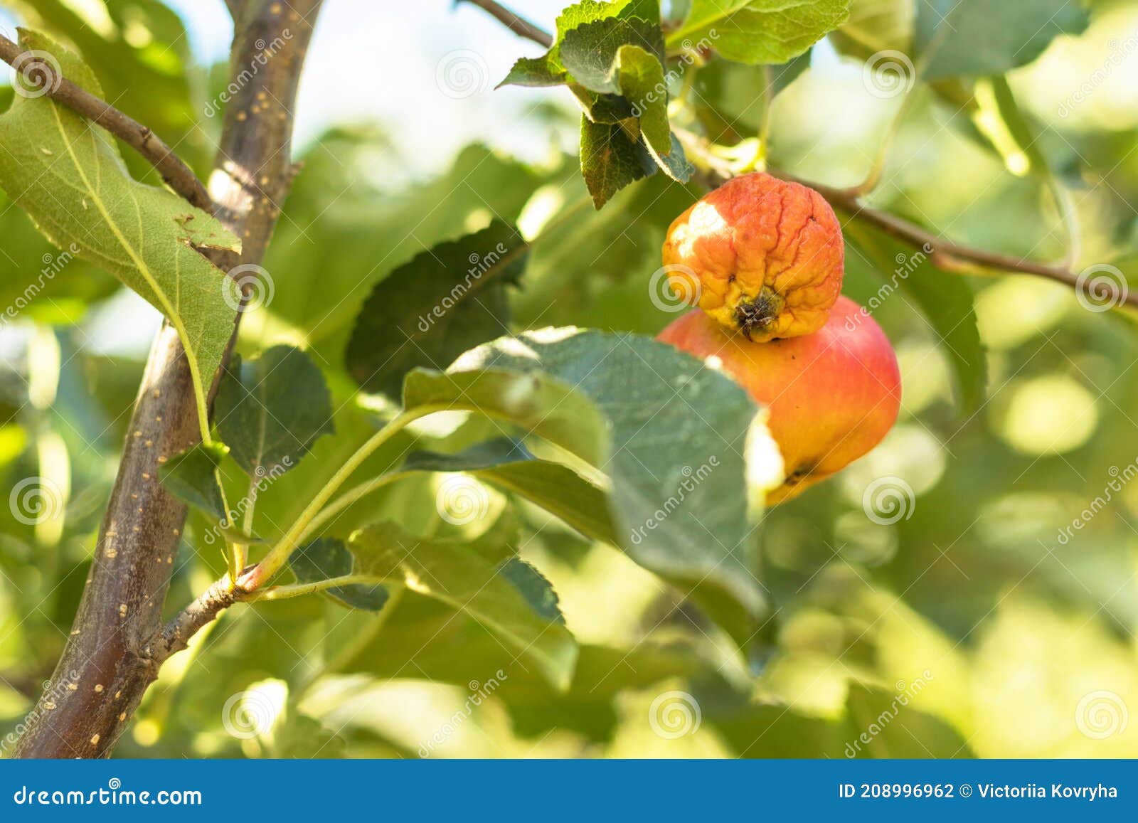 Spoiled Apple Hanging on Tree Branch. Fruit after Maturation. Close Up ...