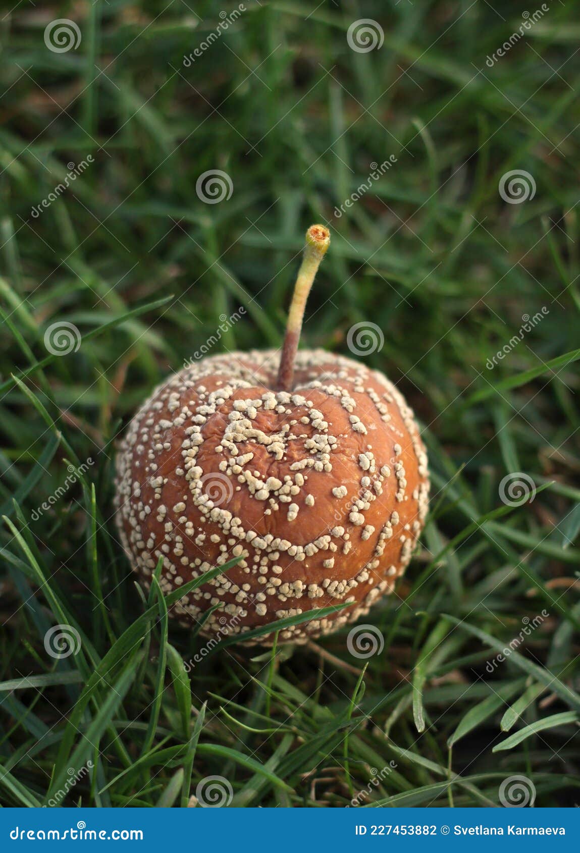 Spoiled Apple with Mold, in the Form of a Circular Pattern on Green ...