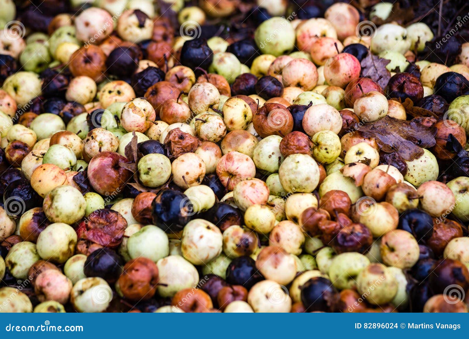 Spoiled apples, close-up stock photo. Image of orchard - 82896024