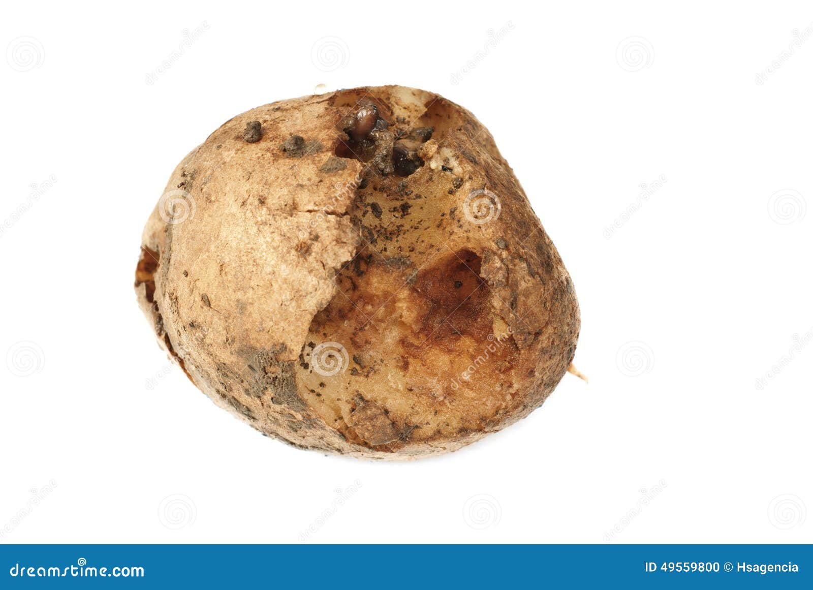 Spoiled bad potato stock photo. Image of mark, spoiled - 49559800