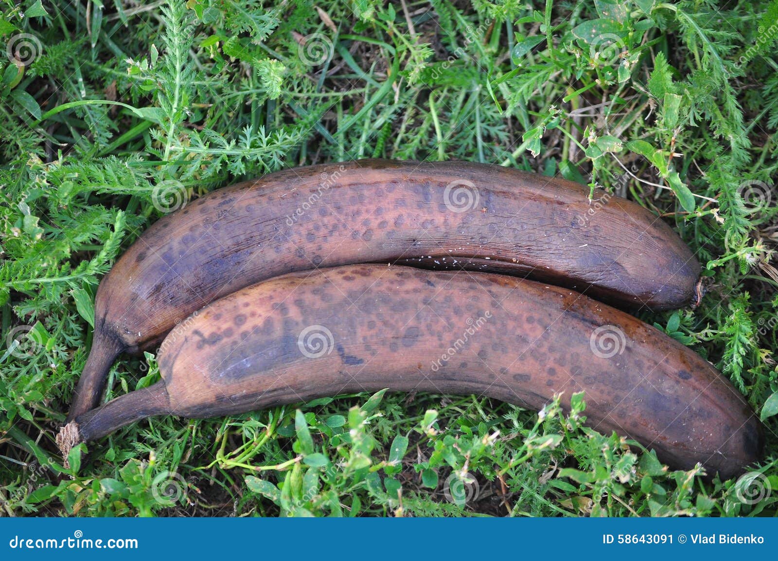Spoiled bananas stock image. Image of fruit, rotten, grass - 58643091