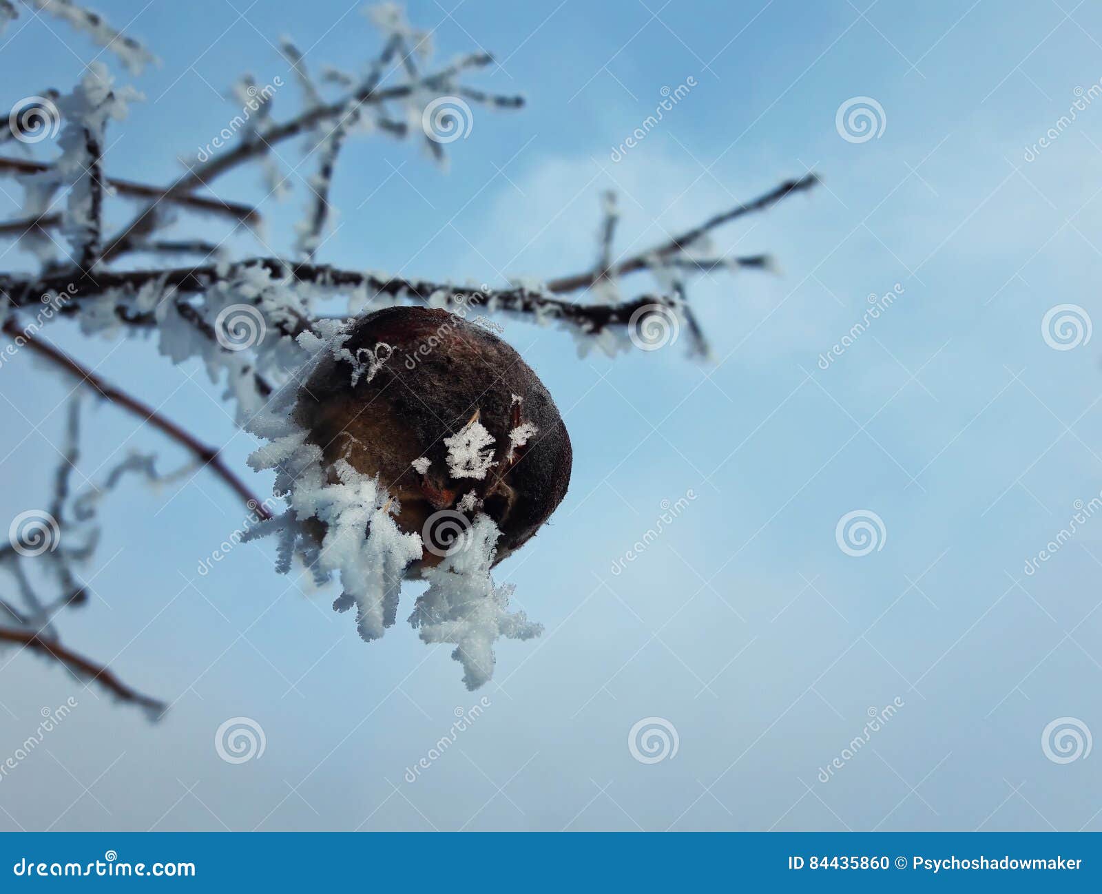 Spoiled stock photo. Image of scene, december, forest - 84435860
