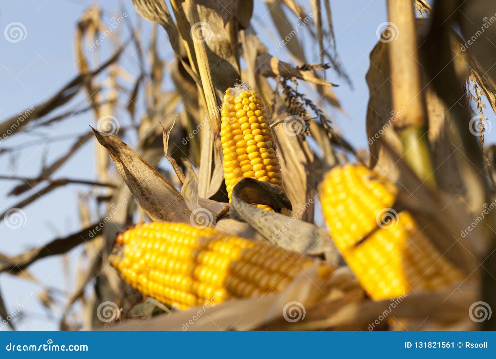 Spoiled corn cobs stock image. Image of agriculture - 131821561