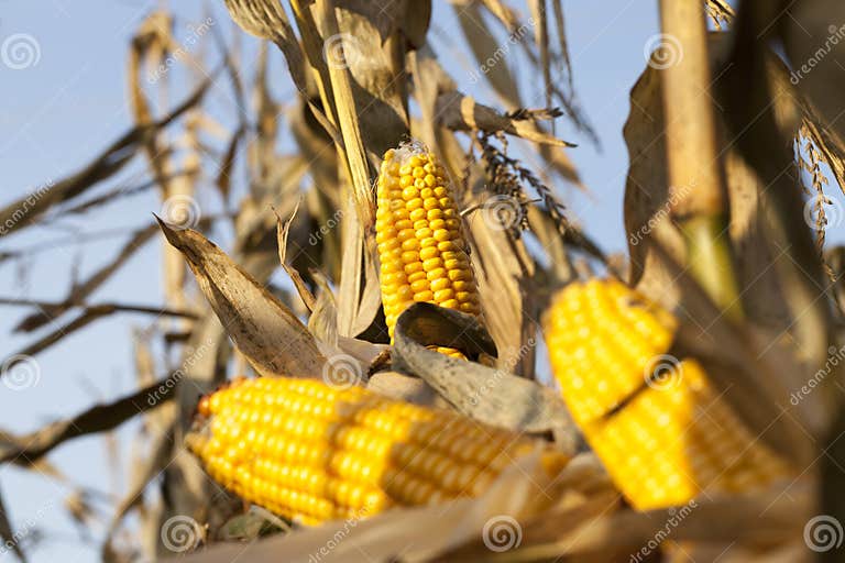 Spoiled corn cobs stock image. Image of agriculture - 131821561