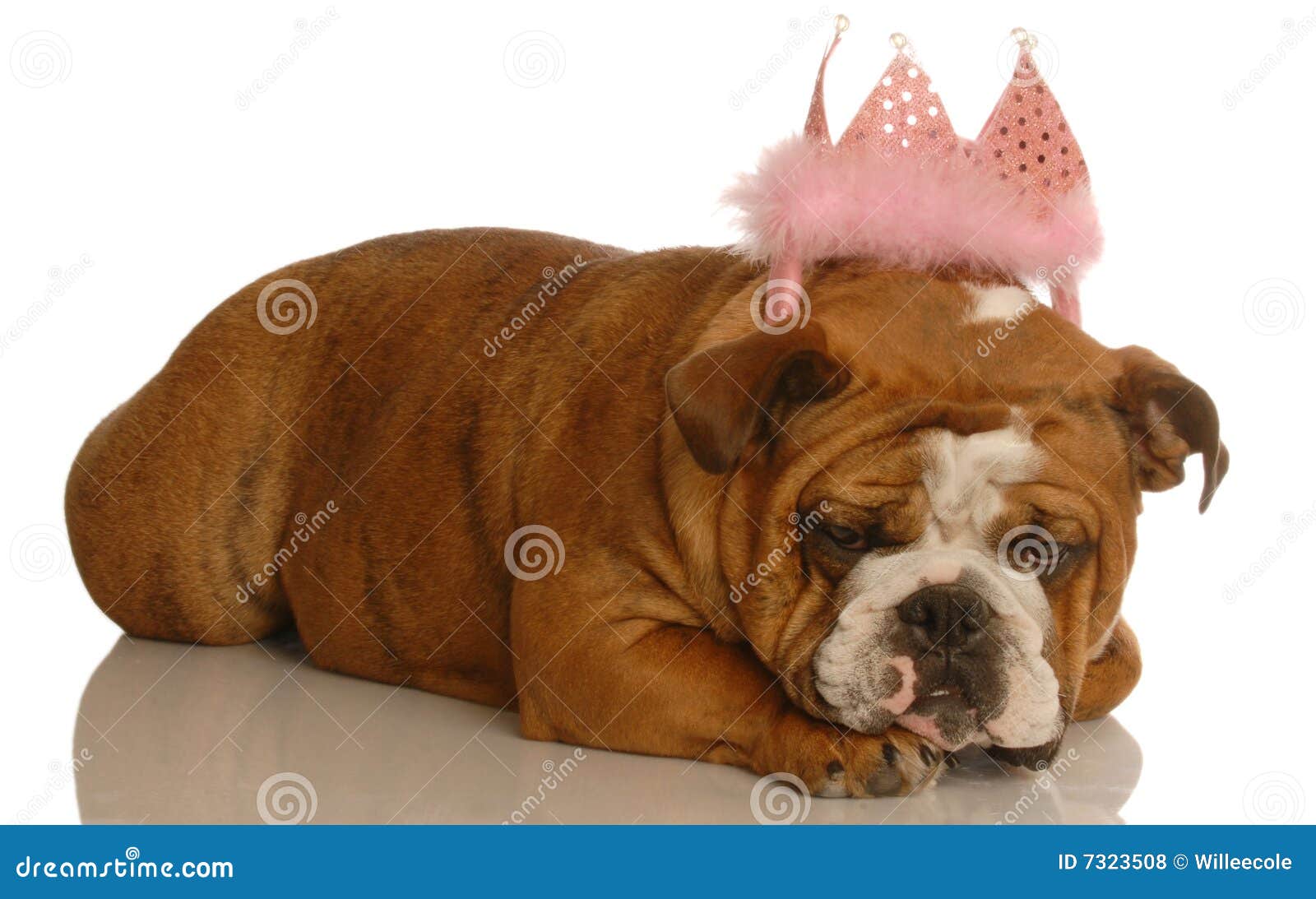 Spoiled dog stock photo. Image of crown, english, breed - 7323508