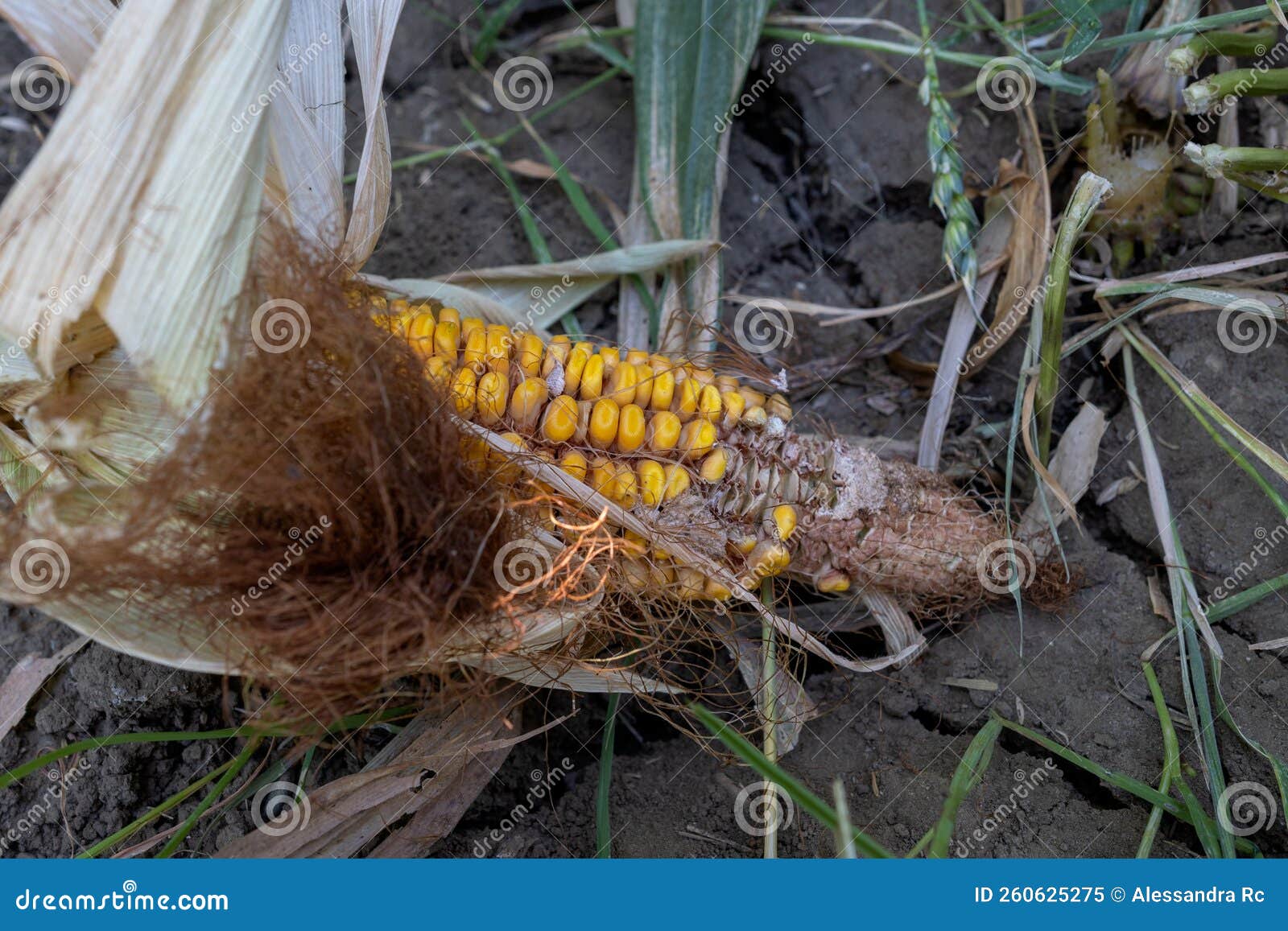 Spoiled Ear of Corn on Cracked Ground Stock Image - Image of corn ...