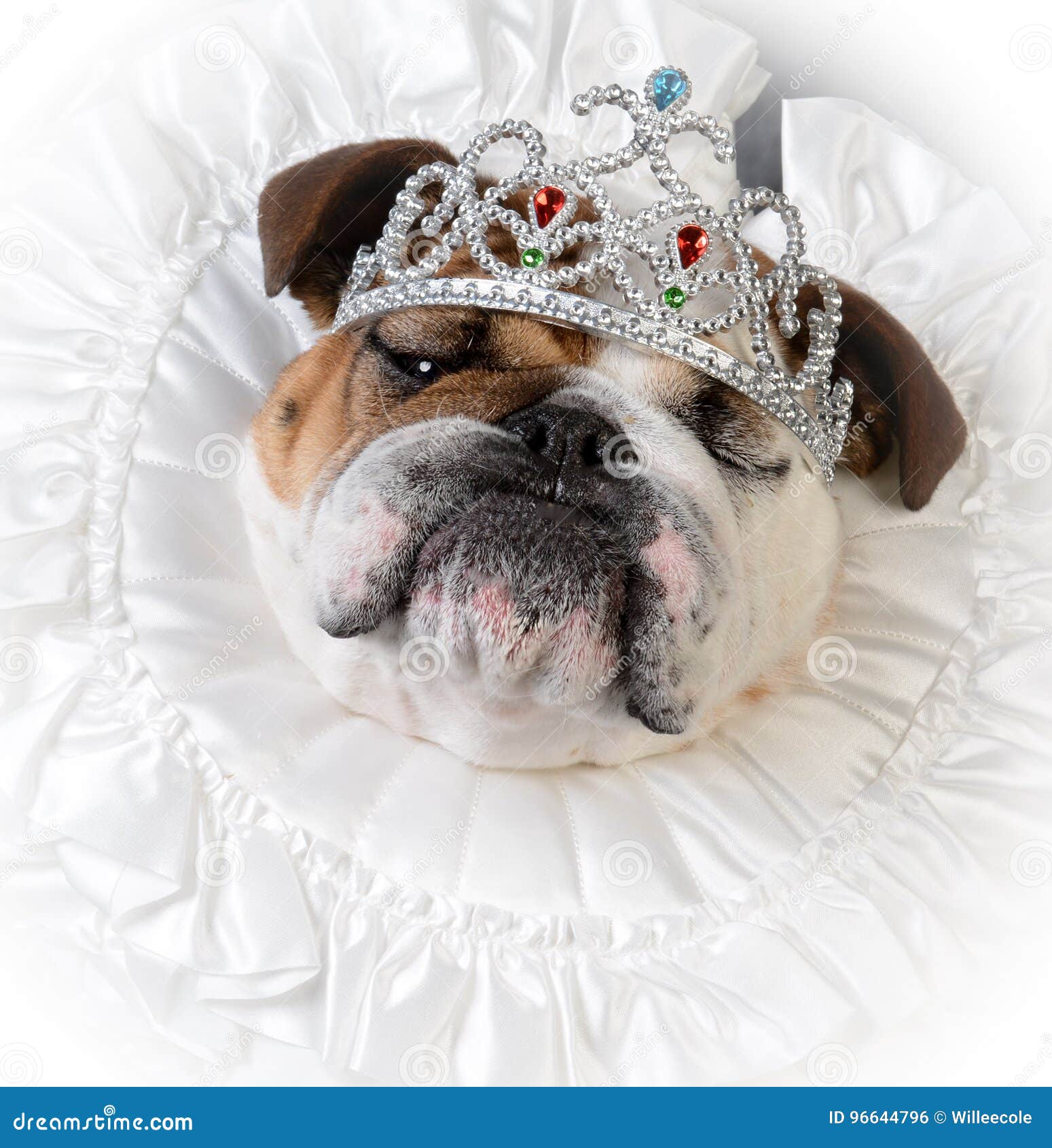 1,419 Spoiled Dog Photos - Free & Royalty-Free Stock Photos from Dreamstime