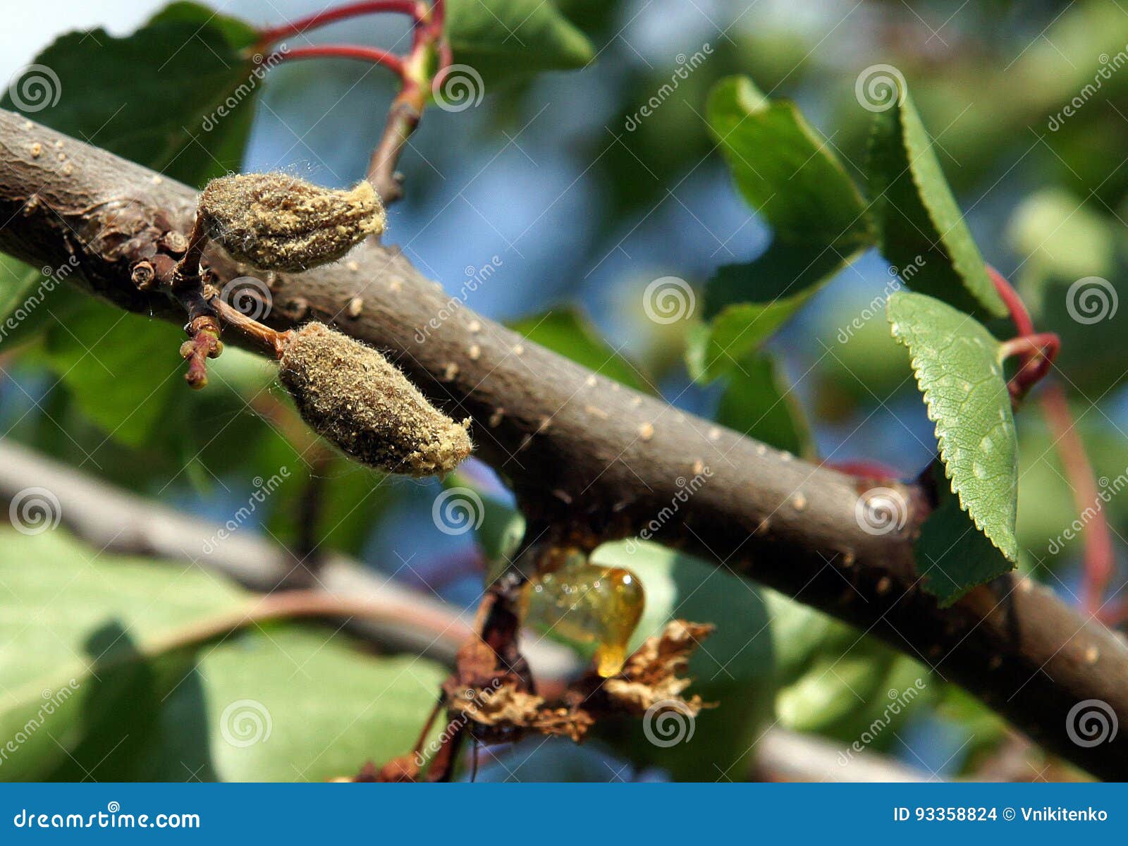 Spoiled Fruit Stock Images - Download 1,375 Photos