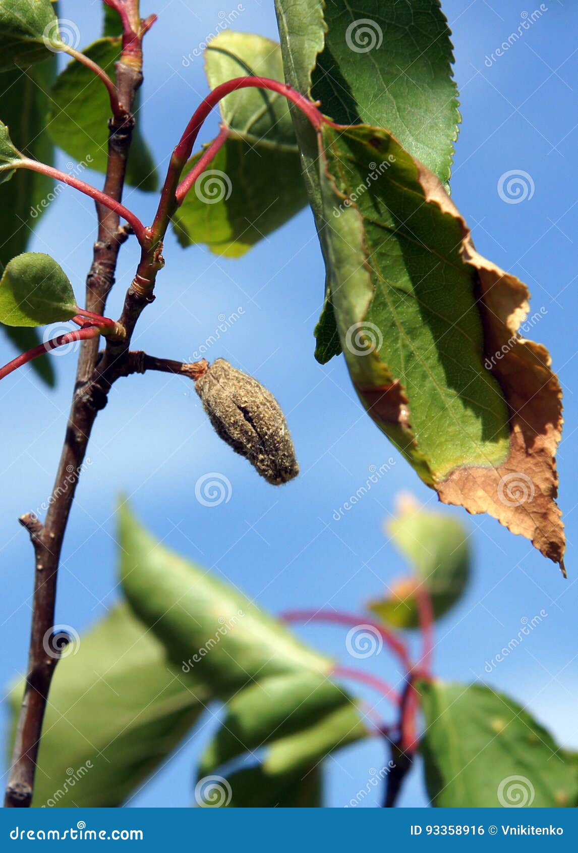 Spoiled Fruit on a Branch of Apricot Tree Stock Photo - Image of fruit ...