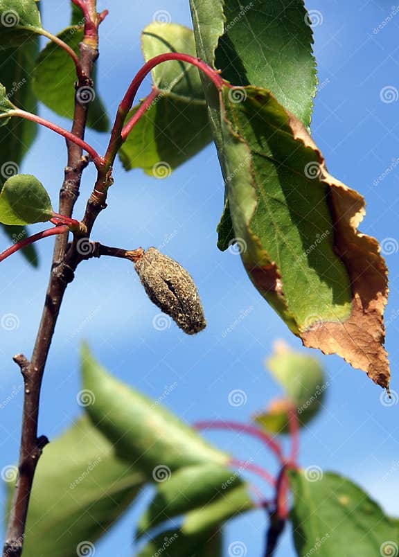 Spoiled Fruit on a Branch of Apricot Tree Stock Photo - Image of fruit ...